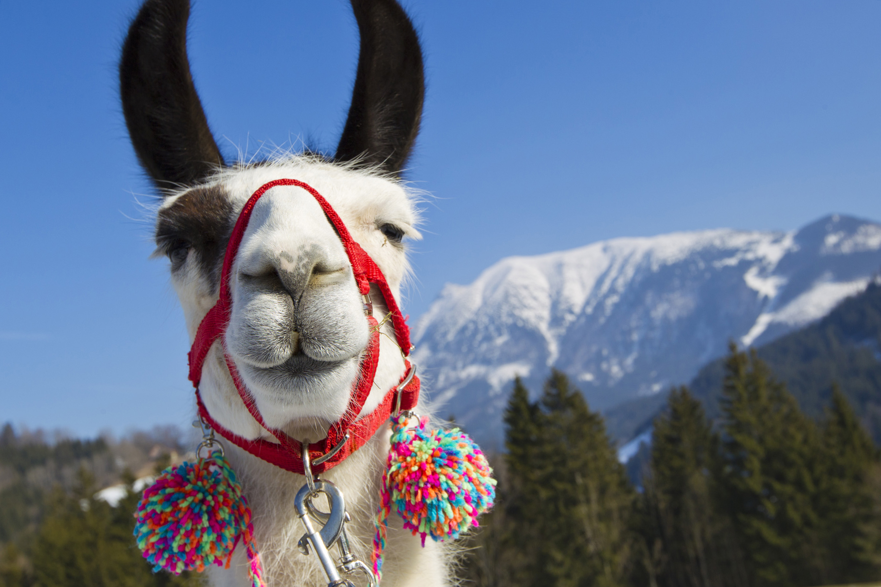 Two legs, four hooves! - Animal adventures